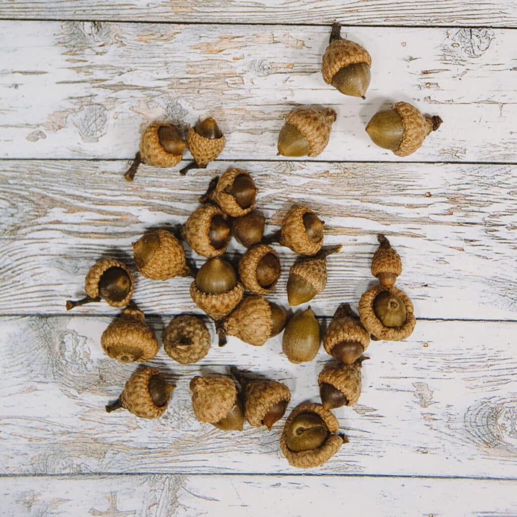 How to Prepare Acorns for Crafts and Home Decor