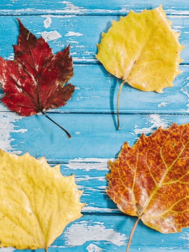 How to Preserve Fall Leaves with Beeswax - Laura Radniecki