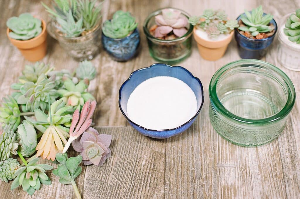 How to Make DIY Succulent Planters - Laura Radniecki
