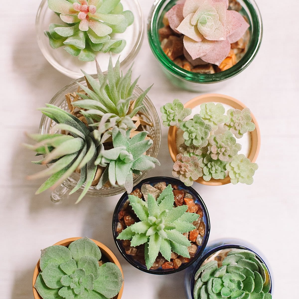 How to Make DIY Succulent Planters - Laura Radniecki