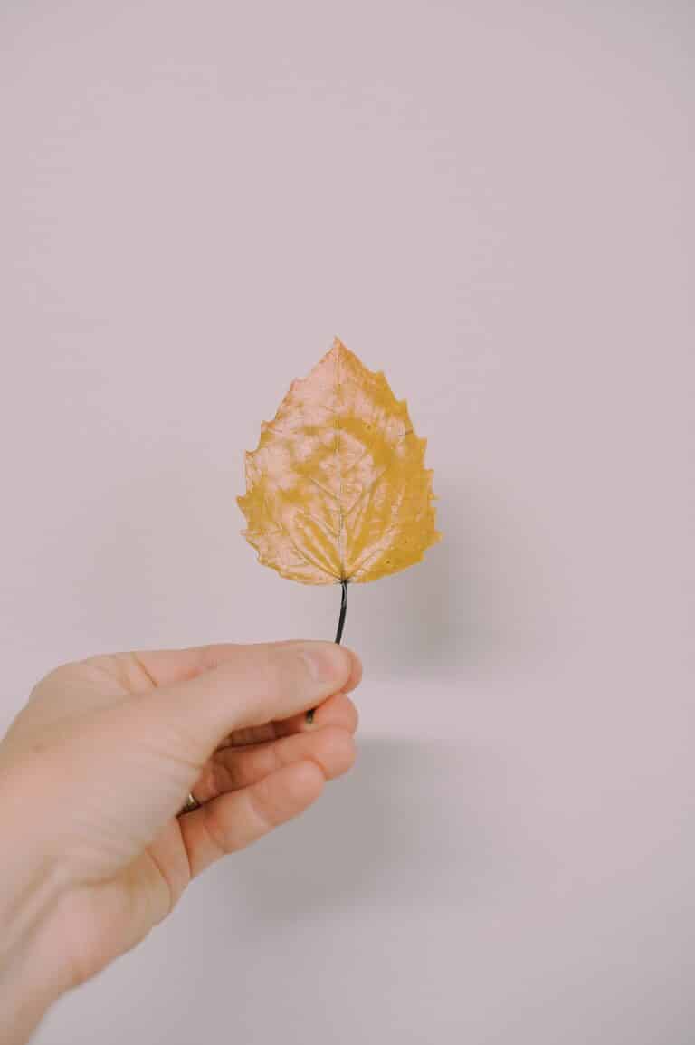 A Look at Matte vs Gloss Mod Podge Fall Leaves - Laura Radniecki
