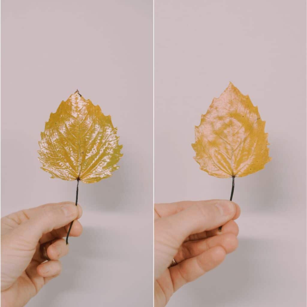 A Look at Matte vs Gloss Mod Podge Fall Leaves - Laura Radniecki